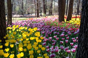 When is the Best Time to Visit Arkansas? (Advice From a Local ...