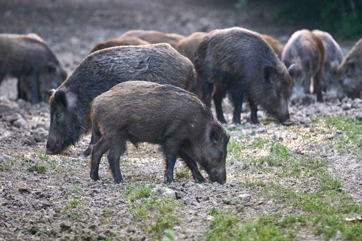 What Is A Razorback Hog - Besides a Mascot? - Somewhere In Arkansas
