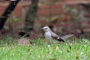 Fascinating Facts About the Arkansas State Bird - Somewhere In Arkansas