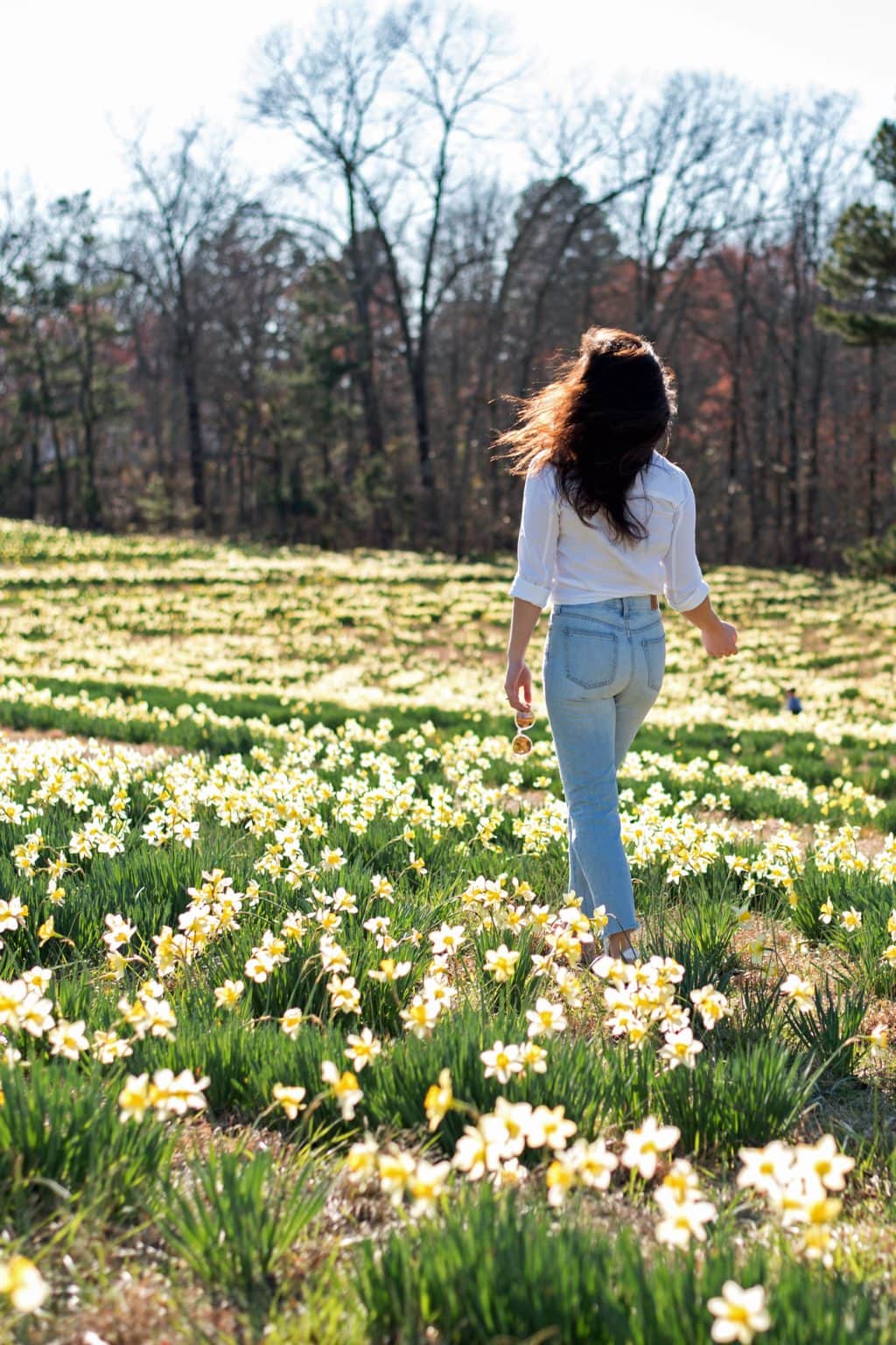 Delightful Wye Mountain Daffodil Festival 2025 - Somewhere In Arkansas