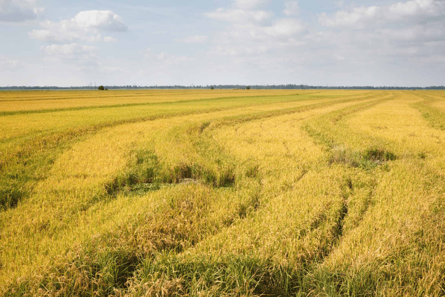 18 Delicious Foods In Arkansas You Have Got to Try! - Somewhere In Arkansas