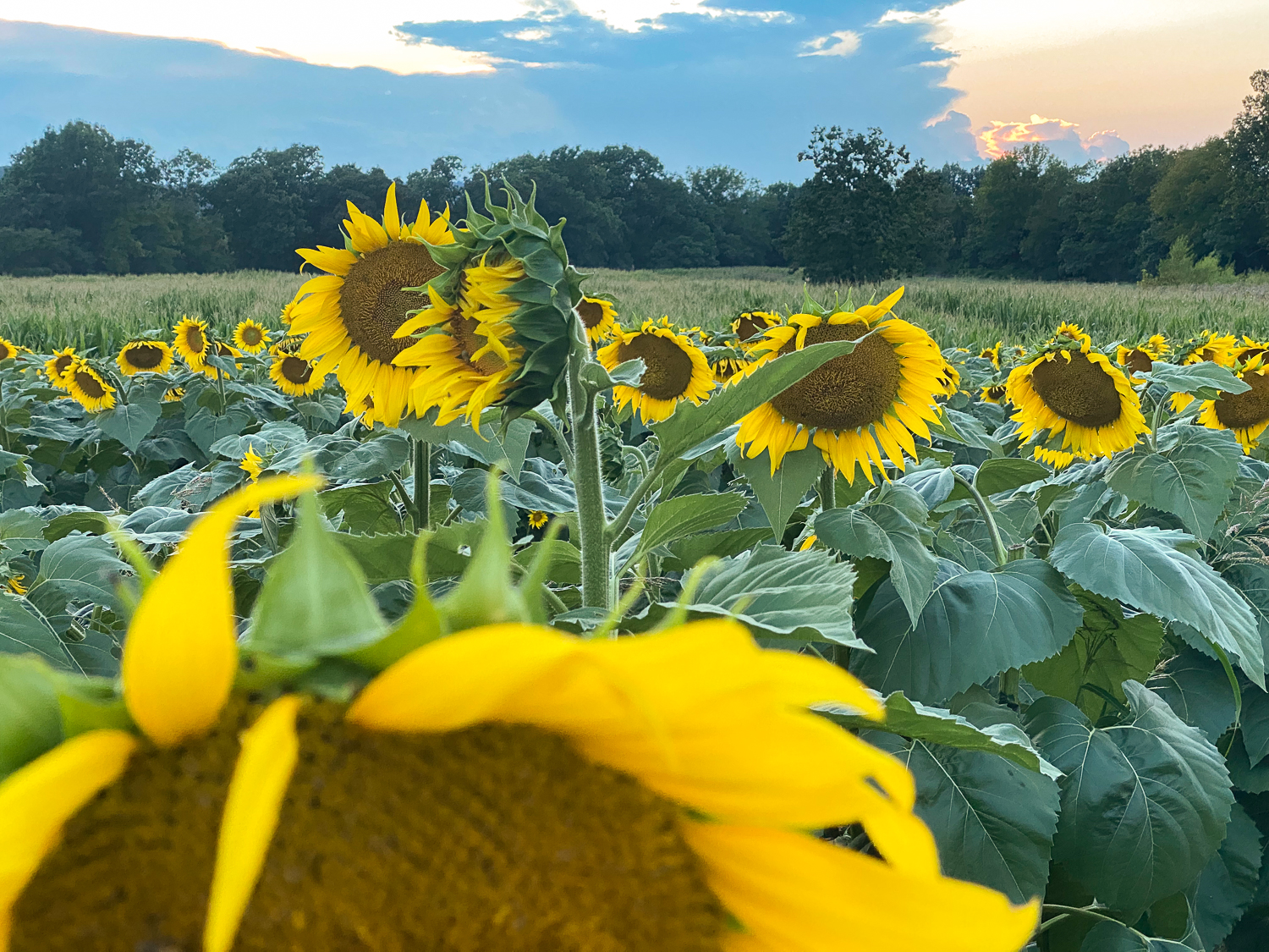 12 Gorgeous Gardens in Arkansas - Somewhere In Arkansas