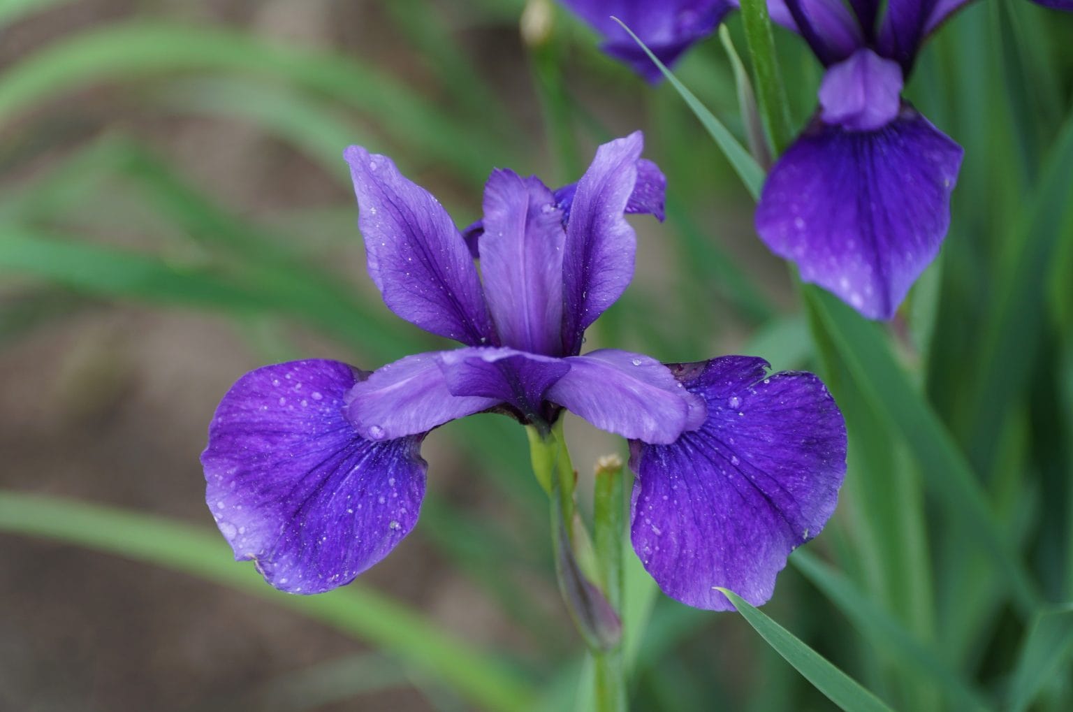 Make Merry With Festivals in Arkansas in May (2025) - Somewhere In Arkansas