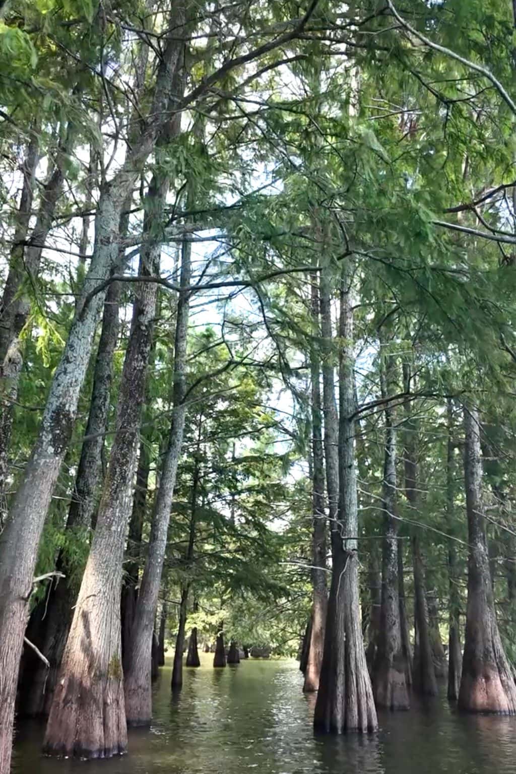 Discover the Beauty of Lake Chicot State Park - Somewhere In Arkansas